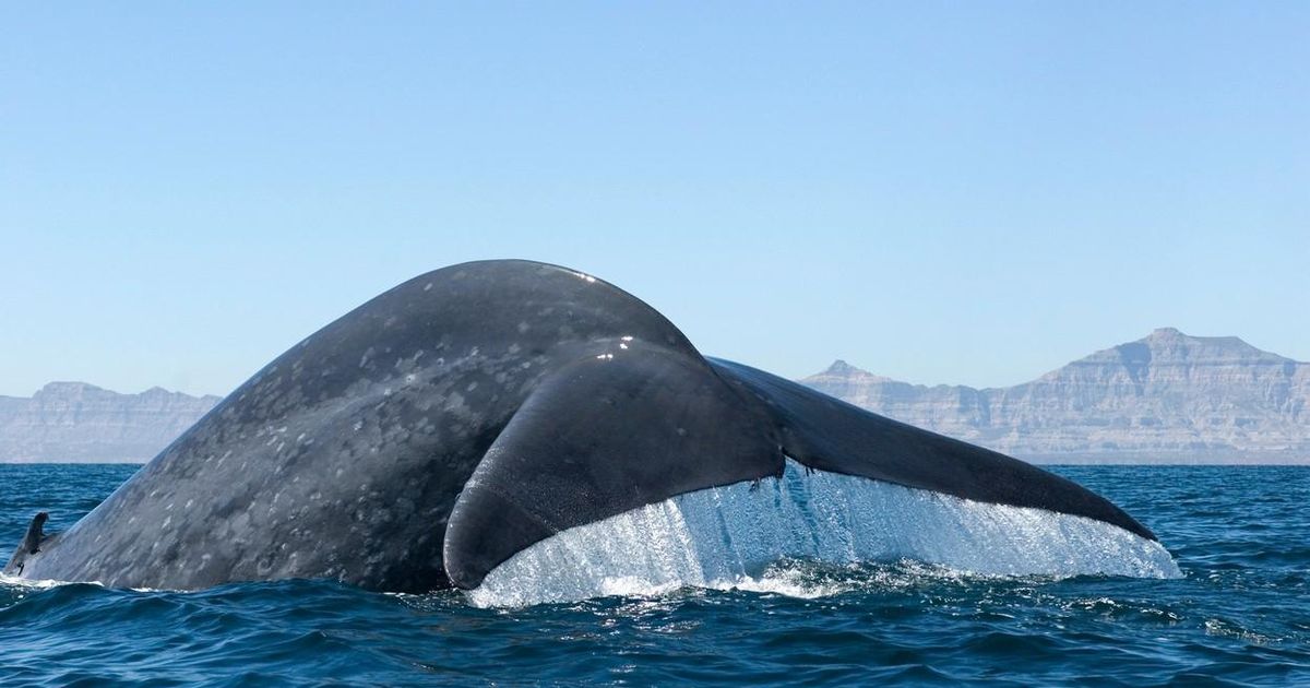 V bližini Pise se pripravljajo na velik projekt – je to zadnji sinji ...