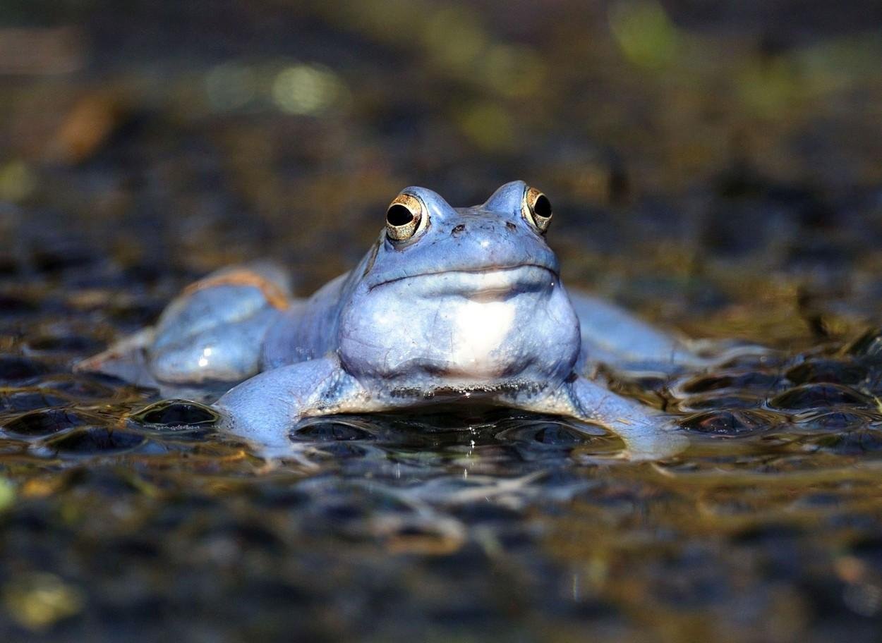 8 zanimivih dejstev, ki jih o žabah še niste vedeli - Metropolitan.si