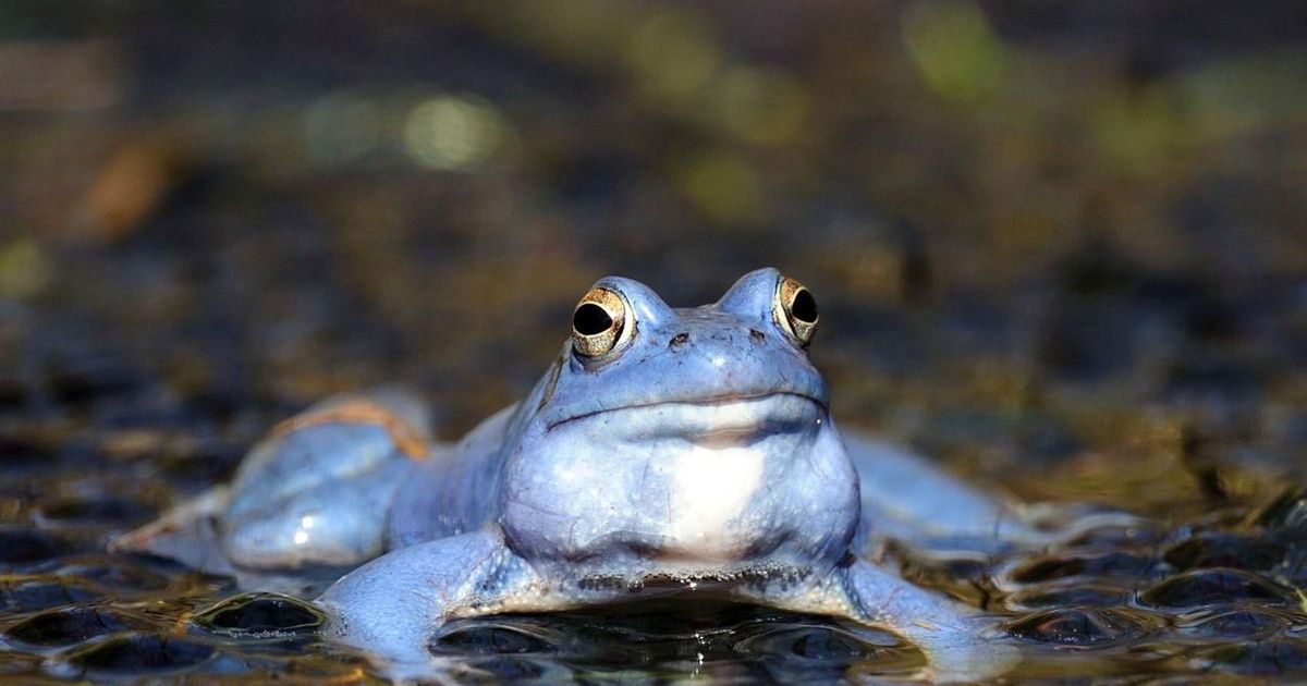8 zanimivih dejstev, ki jih o žabah še niste vedeli - Metropolitan.si