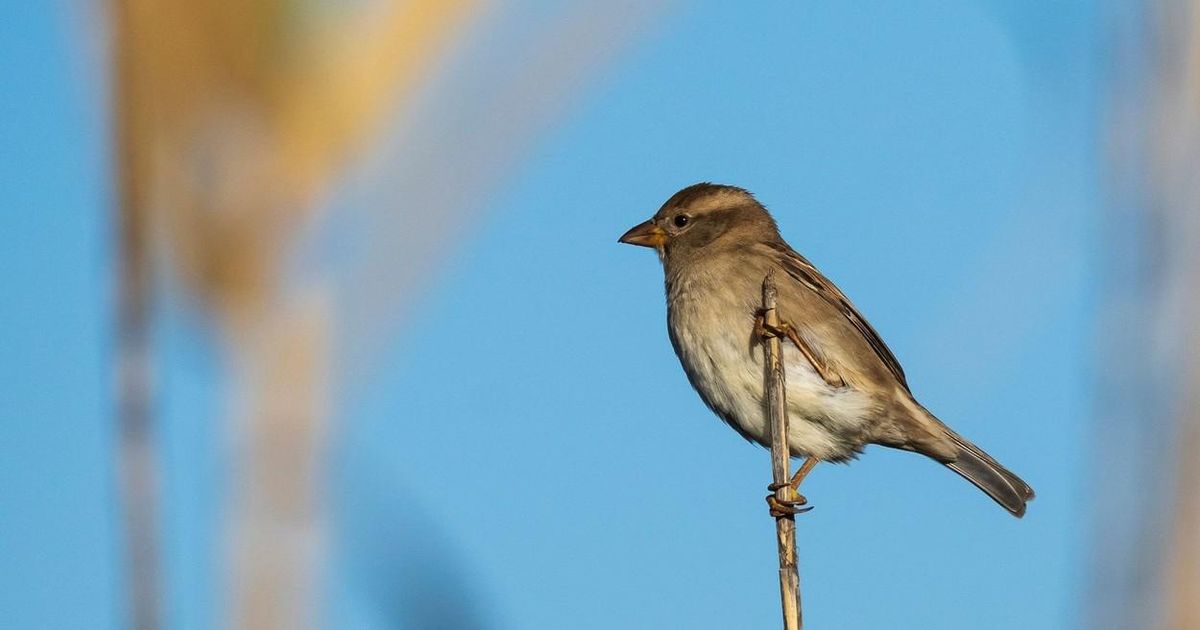 Vrabci so najbolj znane ptice – veste, s kakšnimi težavami se soočajo ...