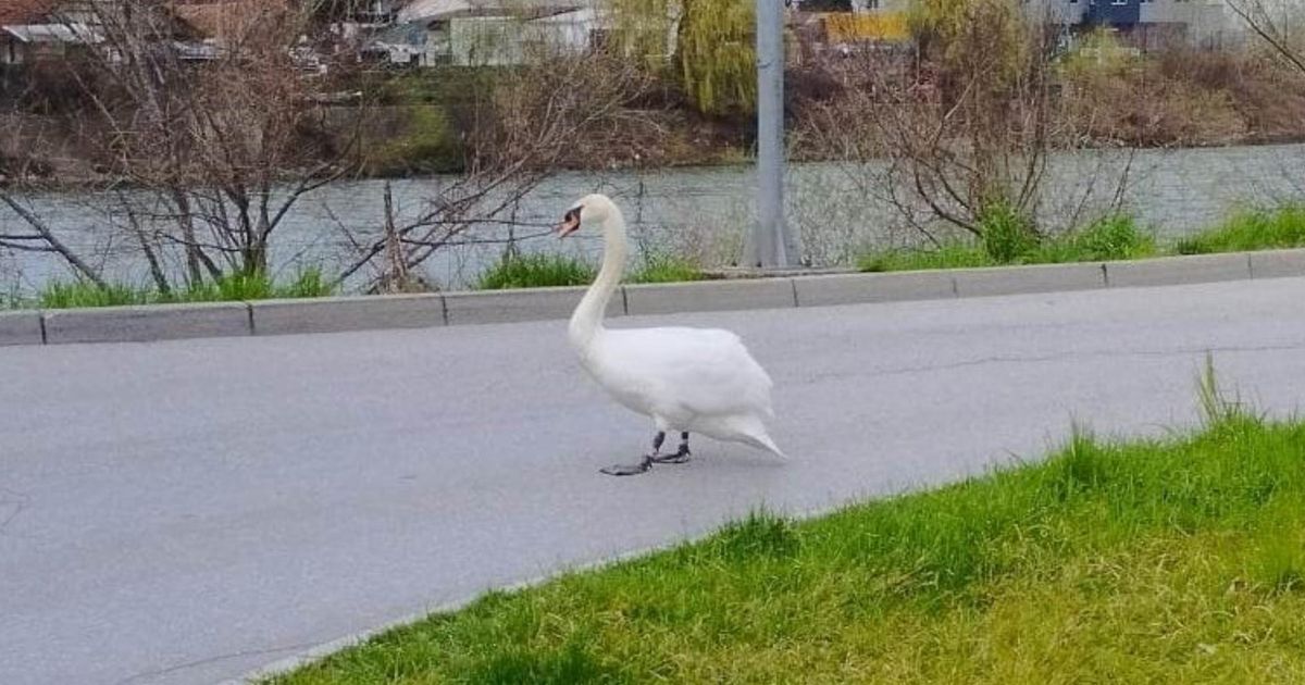 Žalosten prizor v Litiji: labod ob cesti išče svoje mladiče ...