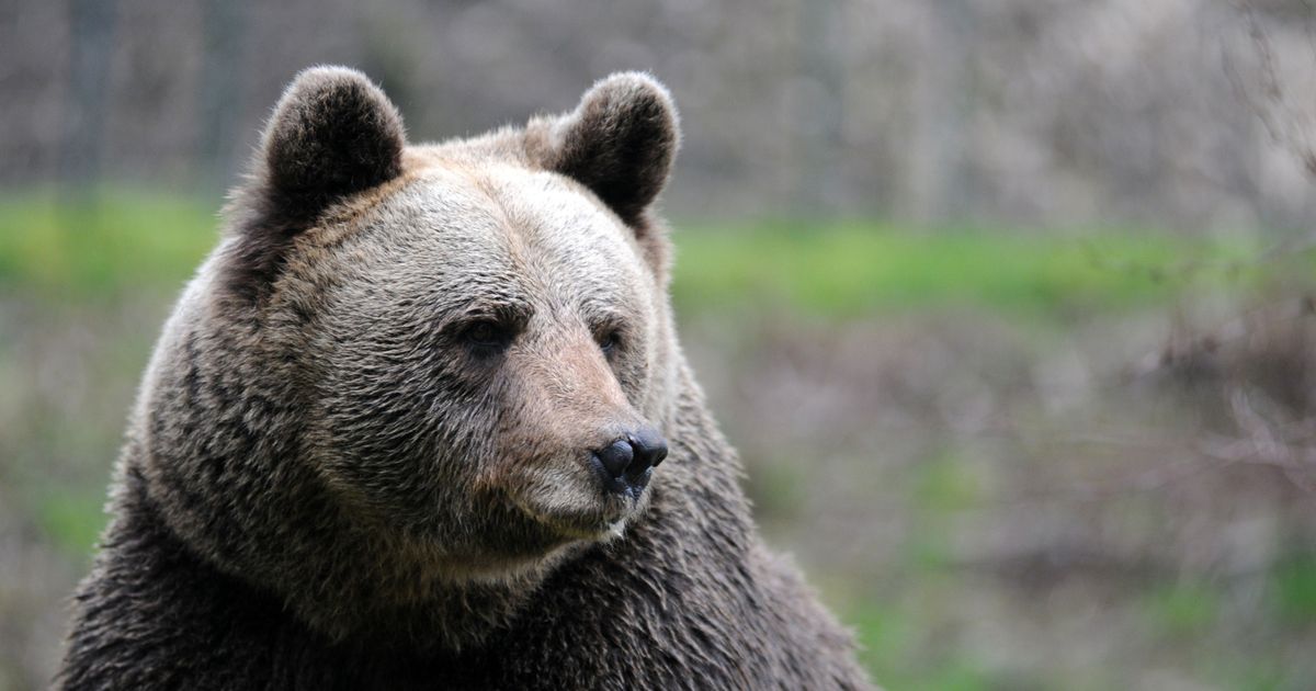 Medved sredi belega dne napadel lovca (zgodilo se je na priljubljeni ...