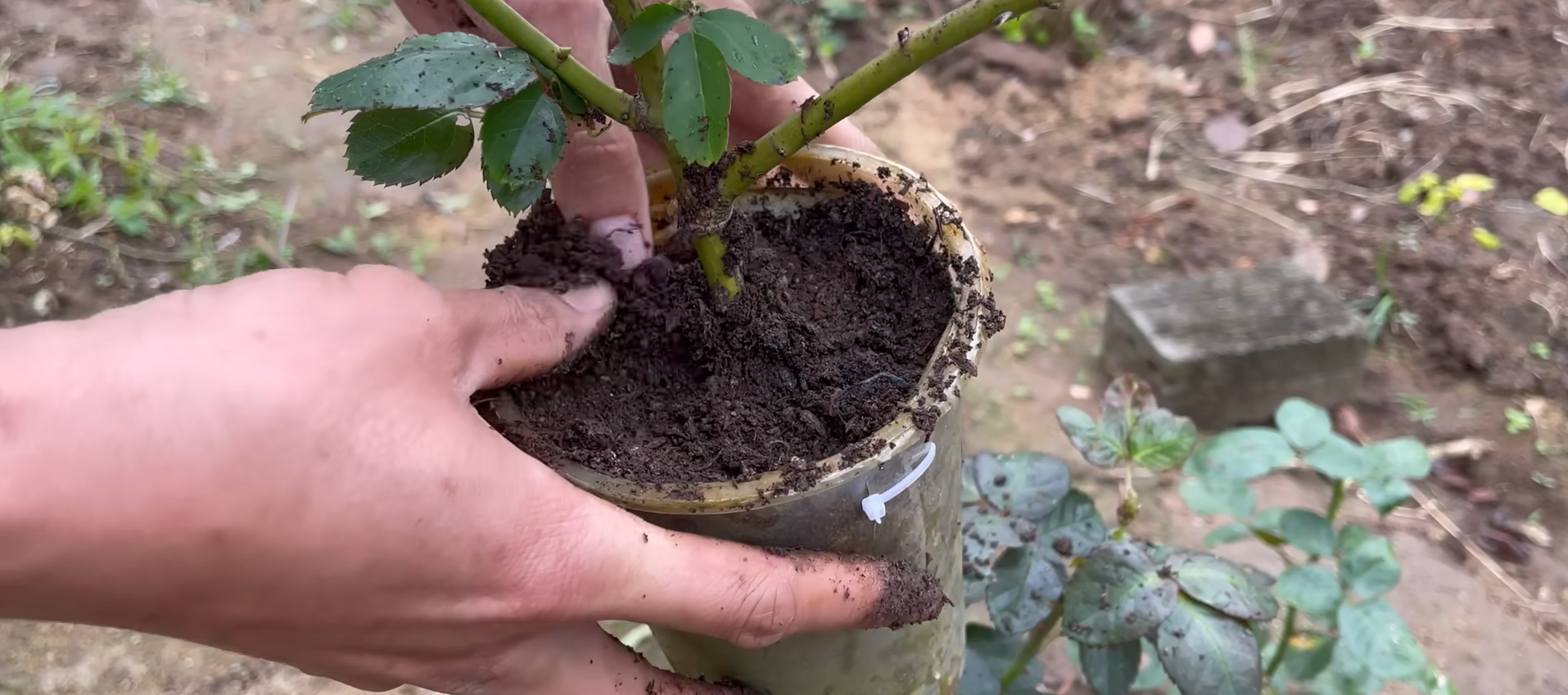 Viralen vrtnarski nasvet, ki vas bo šokiral: poglejte, kaj se zgodi, če ...