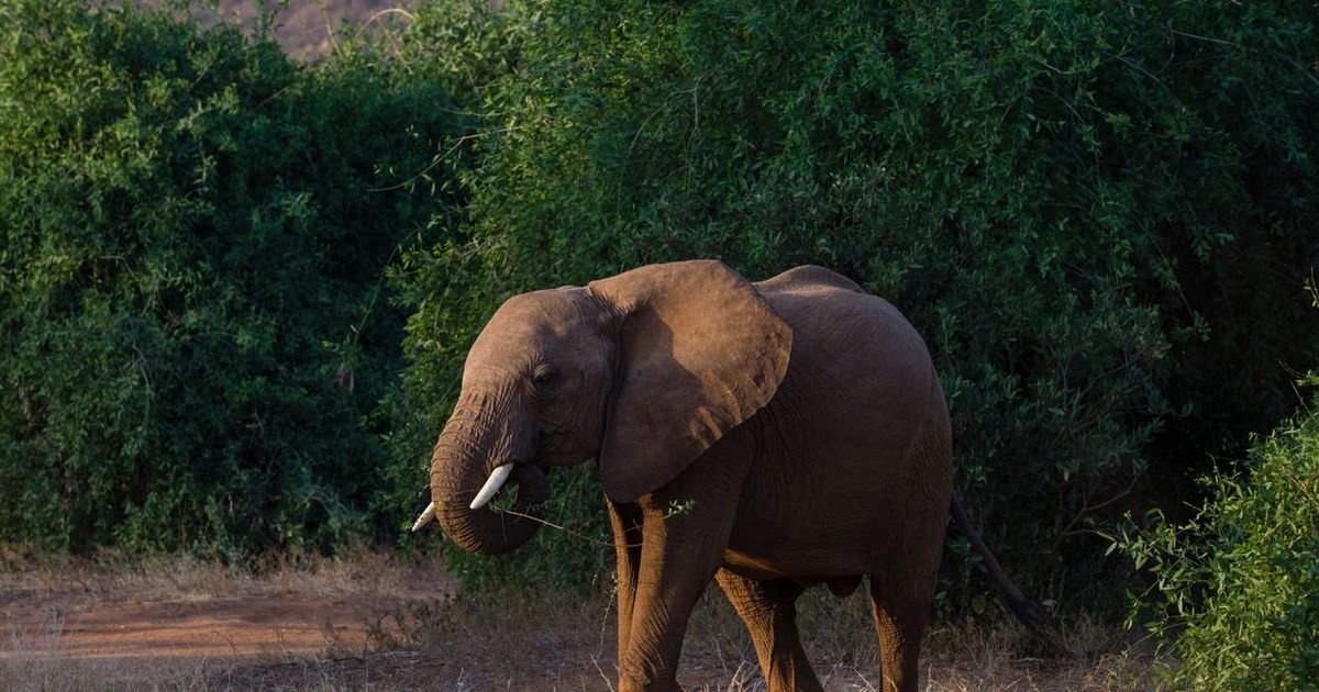 Slonica, ki je pri dveh letih ostala brez družine, si je našla svojo ...