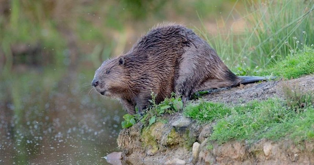 S pomočjo tega posnetka boste za vedno ločili nutrijo od bobra - Živali ...