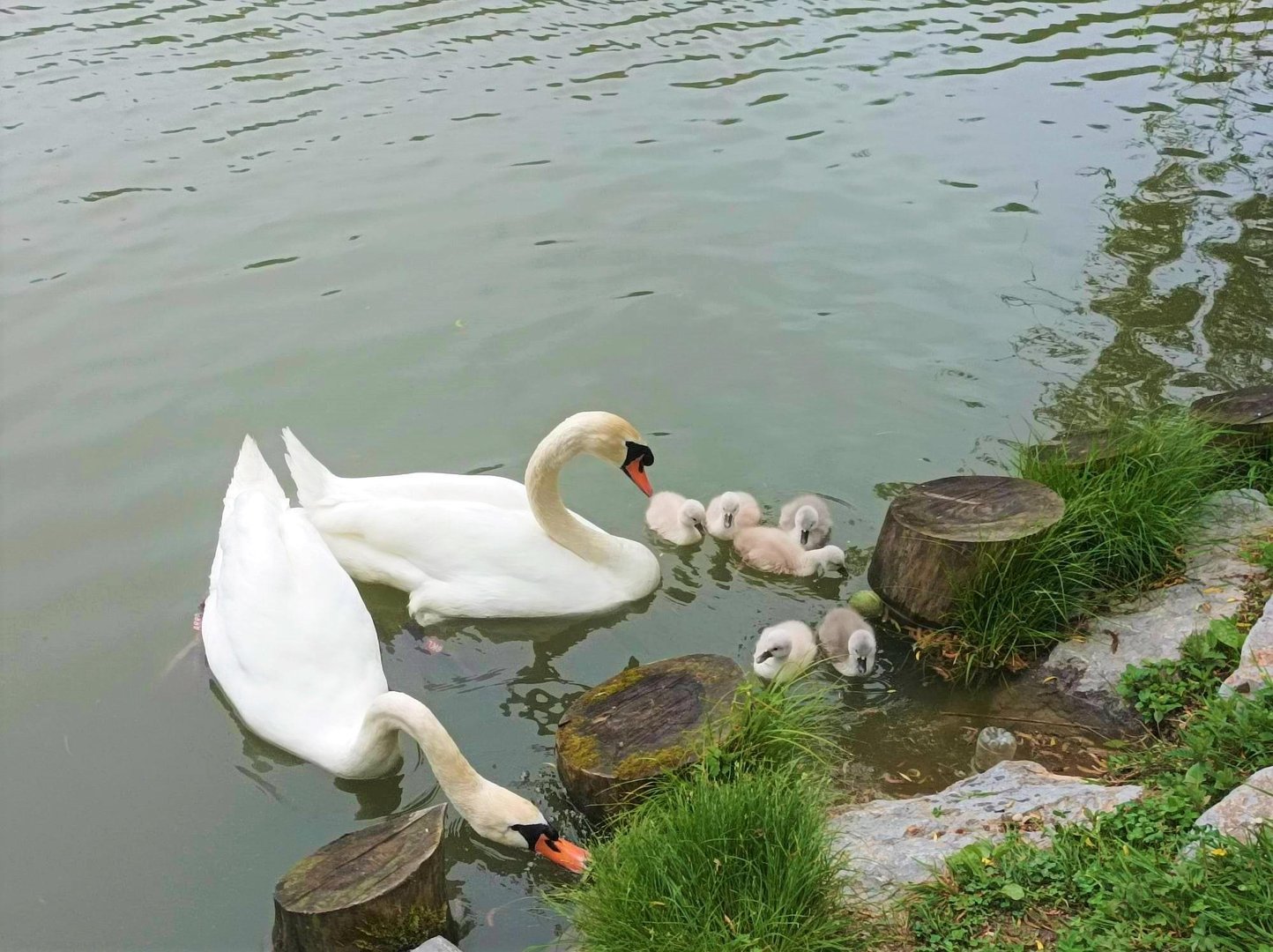 Čudovita narava: mlada labodja družinica prvič zaplavala skupaj (FOTO ...
