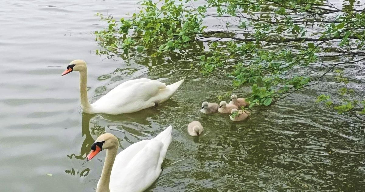 Čudovita narava: mlada labodja družinica prvič zaplavala skupaj (FOTO ...