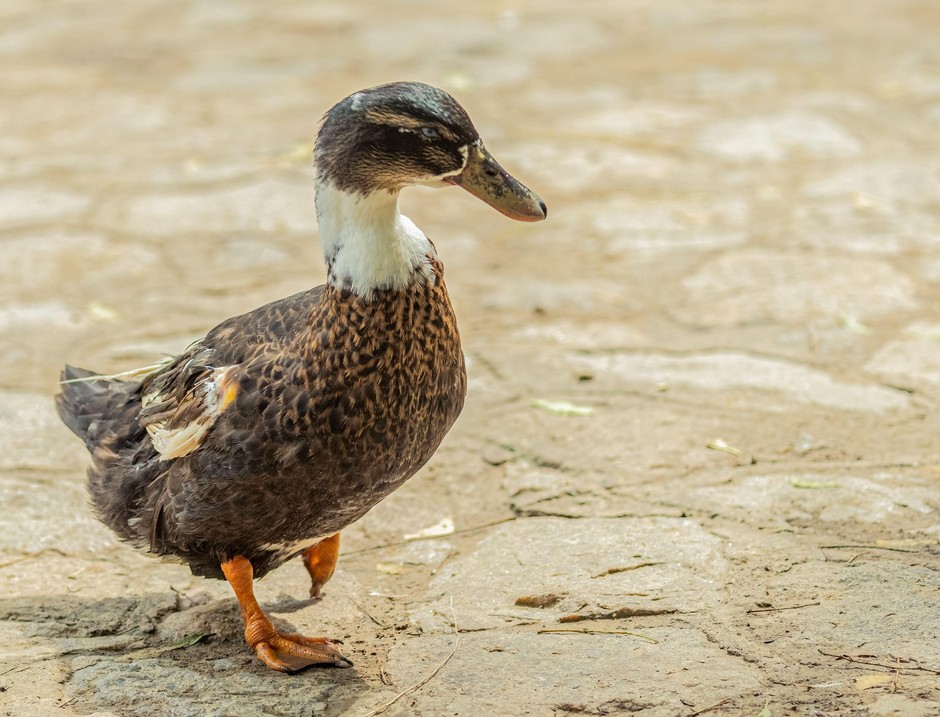 Fotozgodba (Slika 8/8)