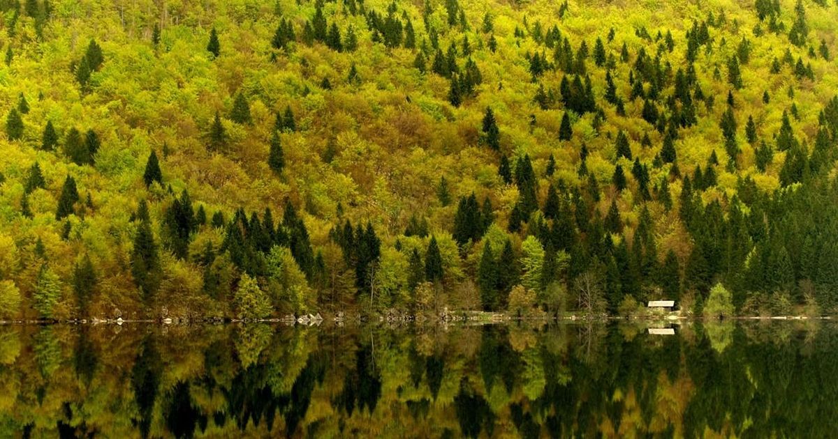 Slovenija je na tretjem mestu v EU po prekritosti z gozdovi, si želite ...