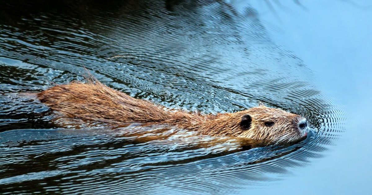 Bo nutrije na Ljubljanskem barju pred izrebitvijo rešila peticija ...