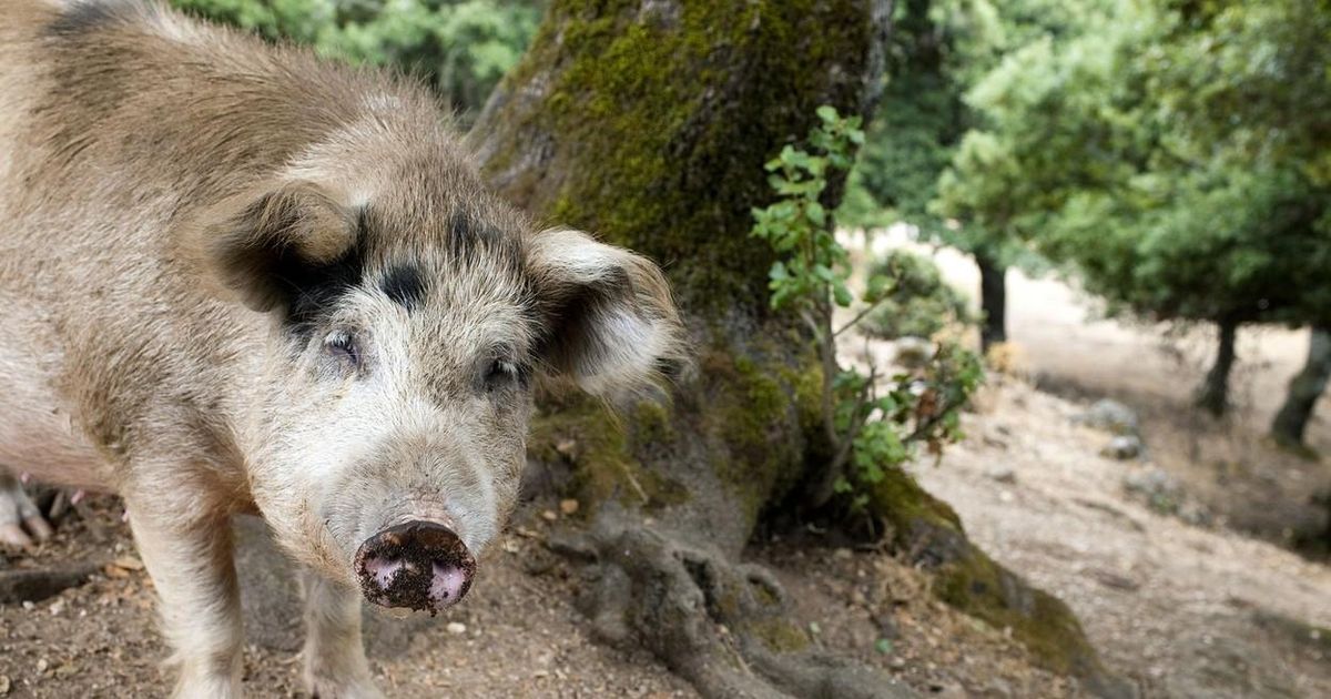 Kamera ujela divjo svinjo: ''Srbi, srbi, kako srbi'' - Živali ...