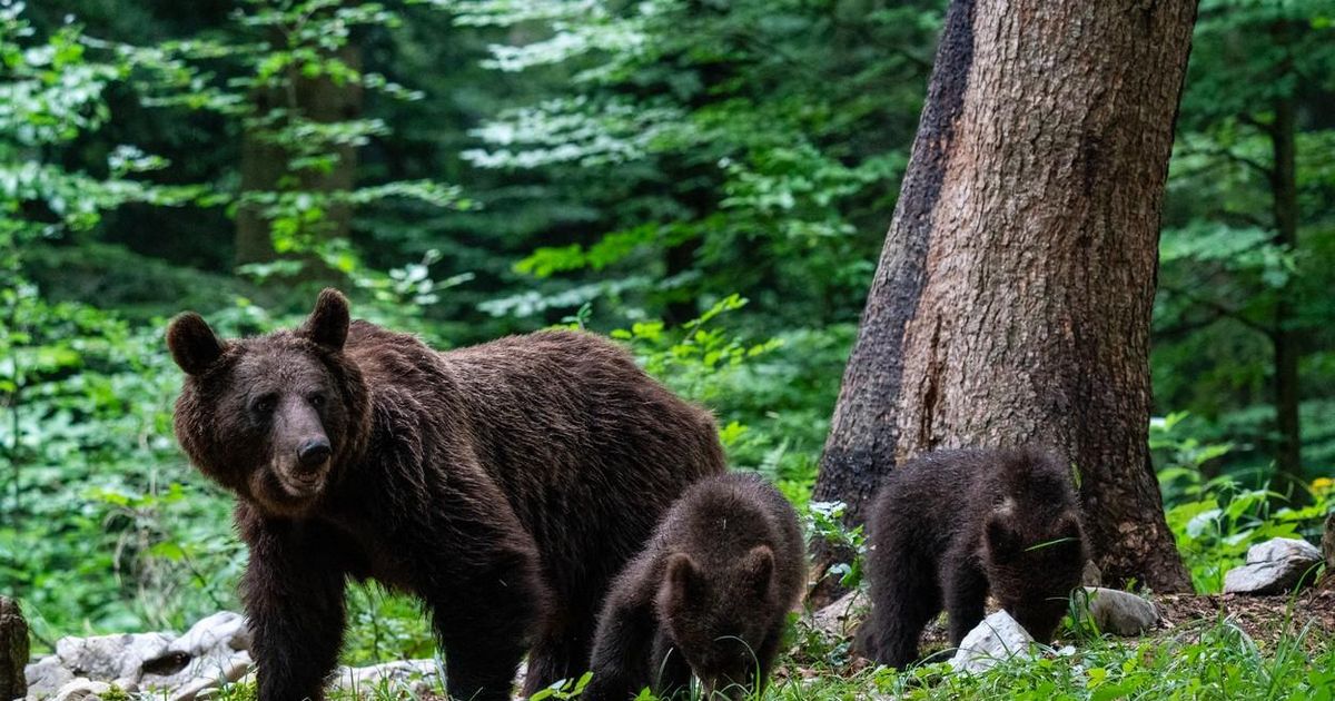 Upravno sodišče odločilo: se odstrel medveda lahko nadaljuje ...