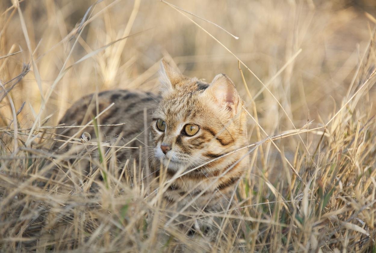 Najmanjša divja mačka v Afriki je v resnici tudi najsmrtonosnejša ...