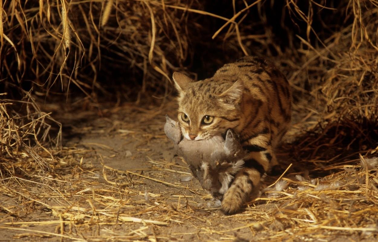 Najmanjša divja mačka v Afriki je v resnici tudi najsmrtonosnejša ...