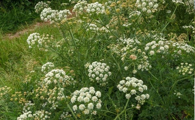 Pozor: za več psov usodna travniška rastlina, ki prav te dni cveti tudi ...