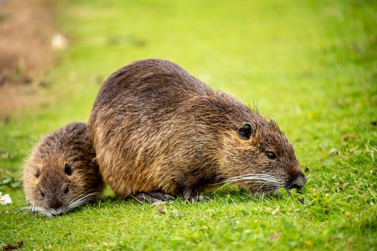 Nutrije na obali razjezile tamkajšnje kmete, kako bodo ukrepali ...