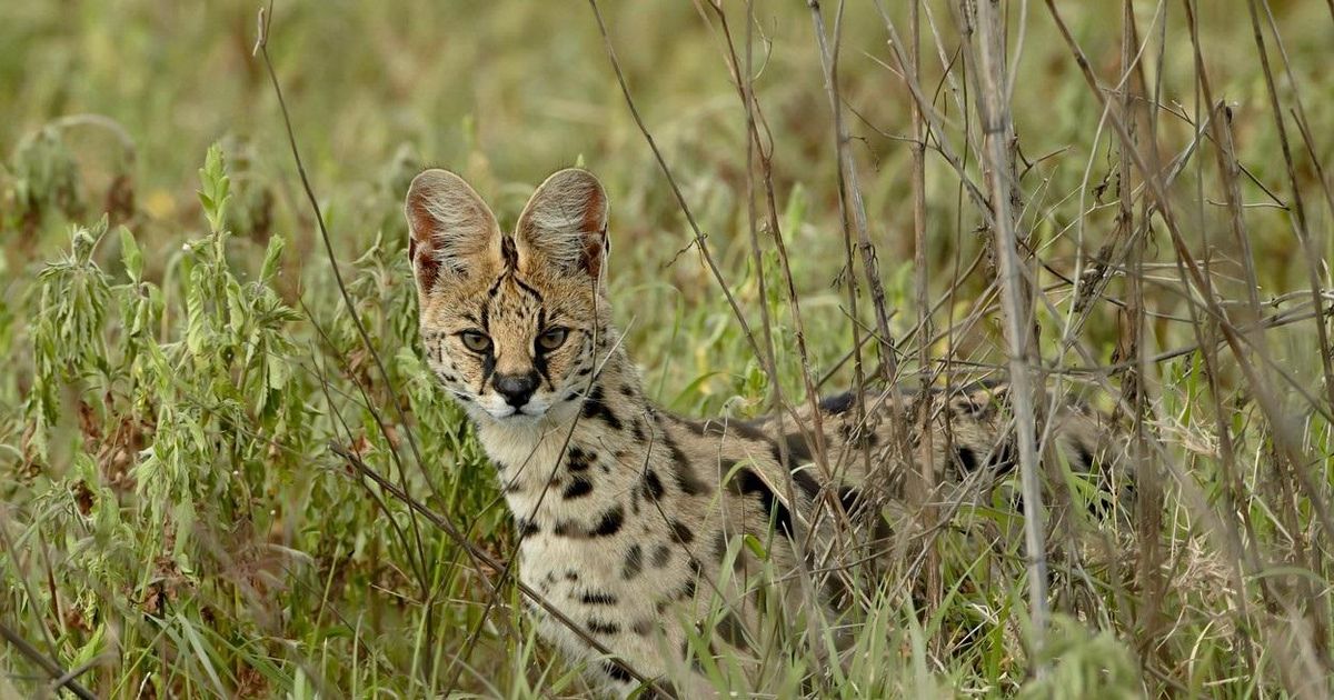 Je ušla lastnikom? Okoli Slovenskih Konjic se sprehaja afriška divja ...
