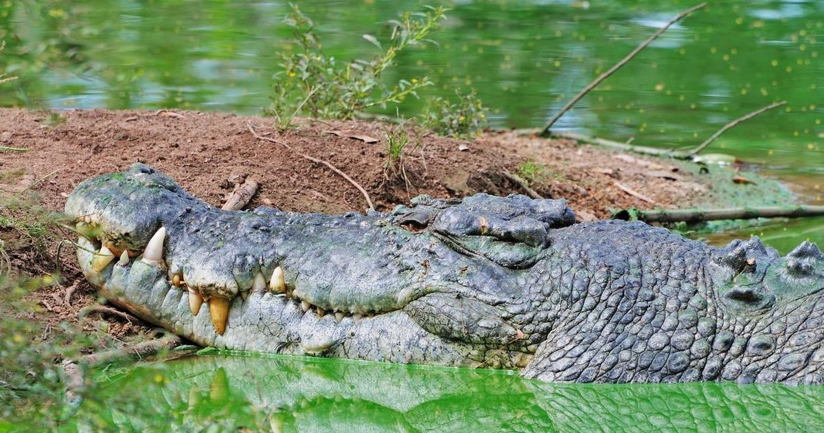 Največji krokodil na svetu praznoval 120. rojstni dan (njegova dolžina ...