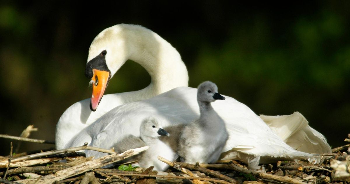 Človeška hudobija ne pozna meja: Mariborčan namerno zapeljal v labodjo ...