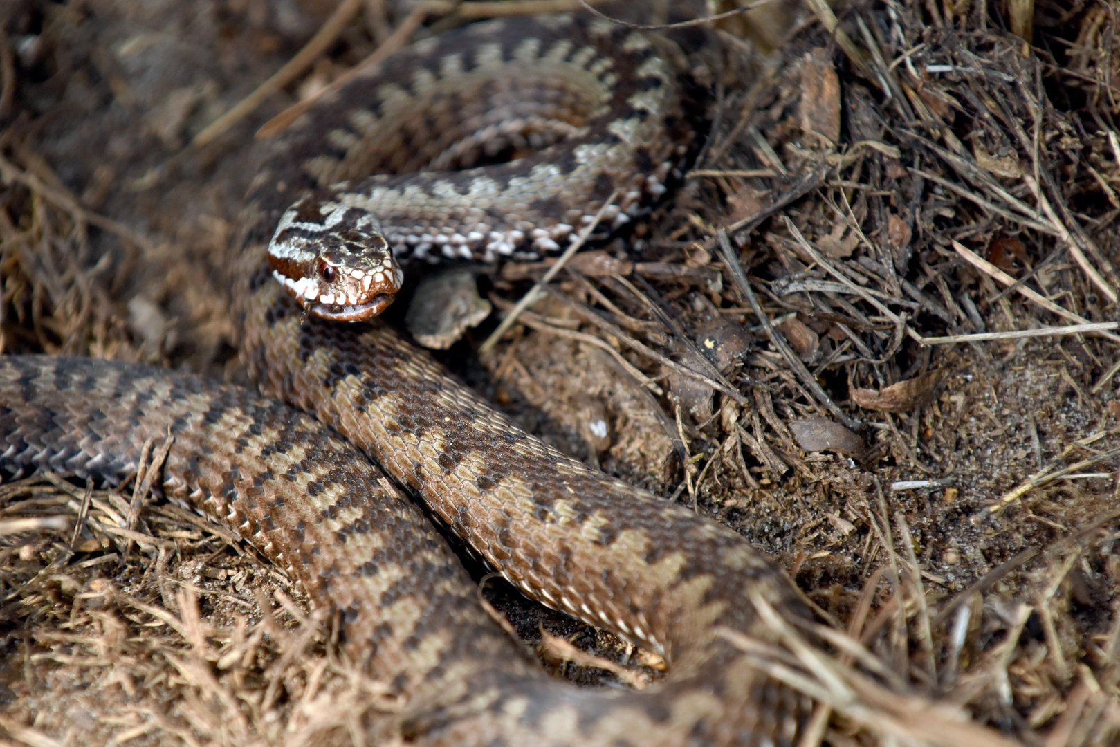 Veste, kako ukrepati ob ugrizu kače? (tega nikar ne počnite ...