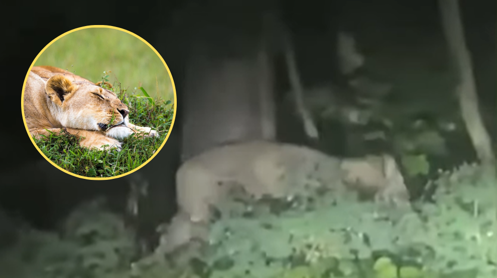 Kako so se lahko tako zmotili: oblasti zdaj pravijo, da na pohodu ni ...