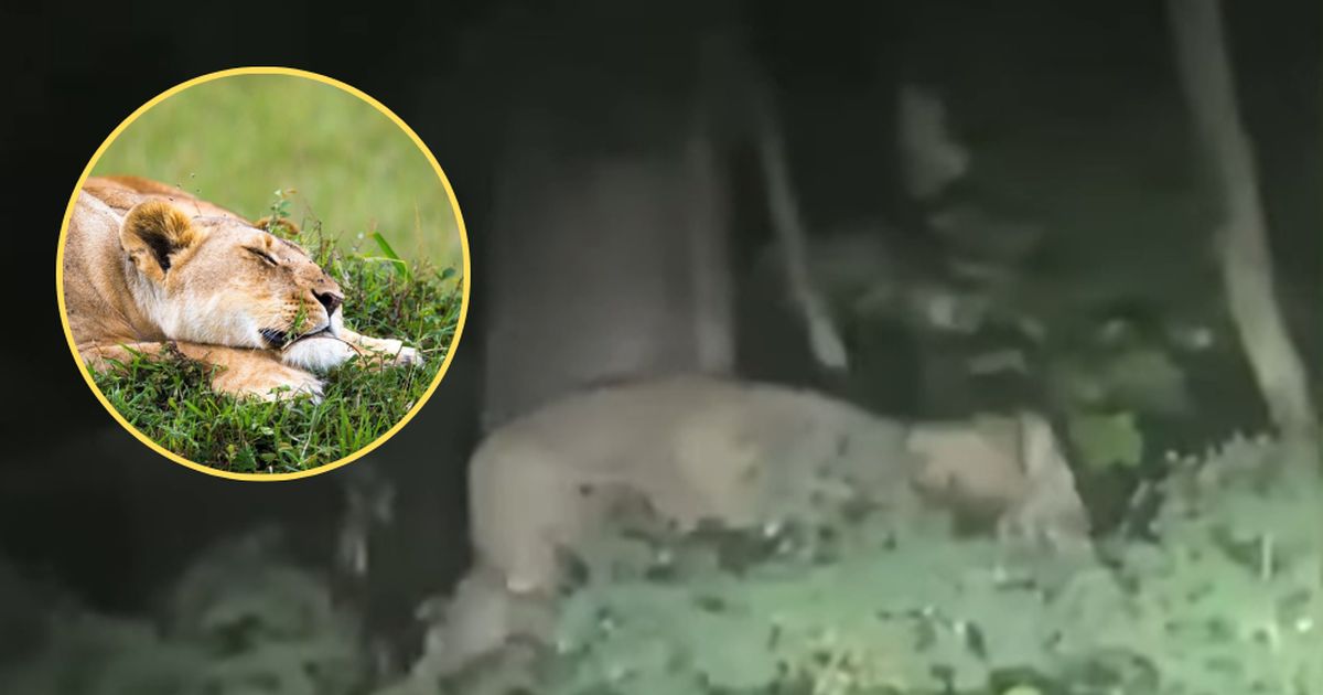 Kako so se lahko tako zmotili: oblasti zdaj pravijo, da na pohodu ni ...