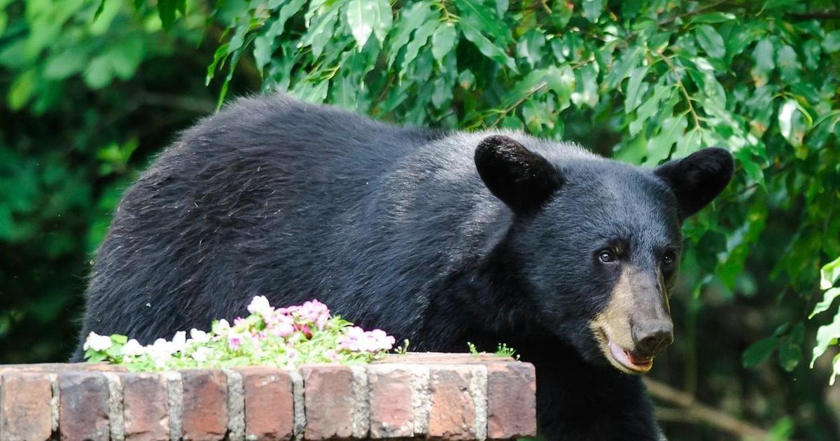 Nenavaden klic na pomoč: "Pomagajte, v našem jacuzziju je medved ...