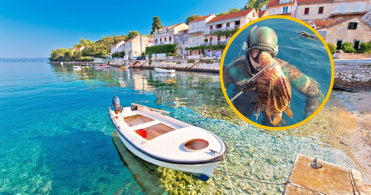 Nevarnost iz globin: na priljubljeni plaži na Korčuli opazili strupeno ribo (FOTO) - Svet ...