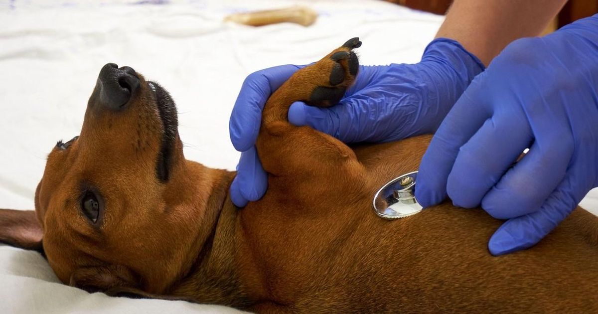 Znova zastrupljanje psov, gre za močan strup! - Živali - Metropolitan.si