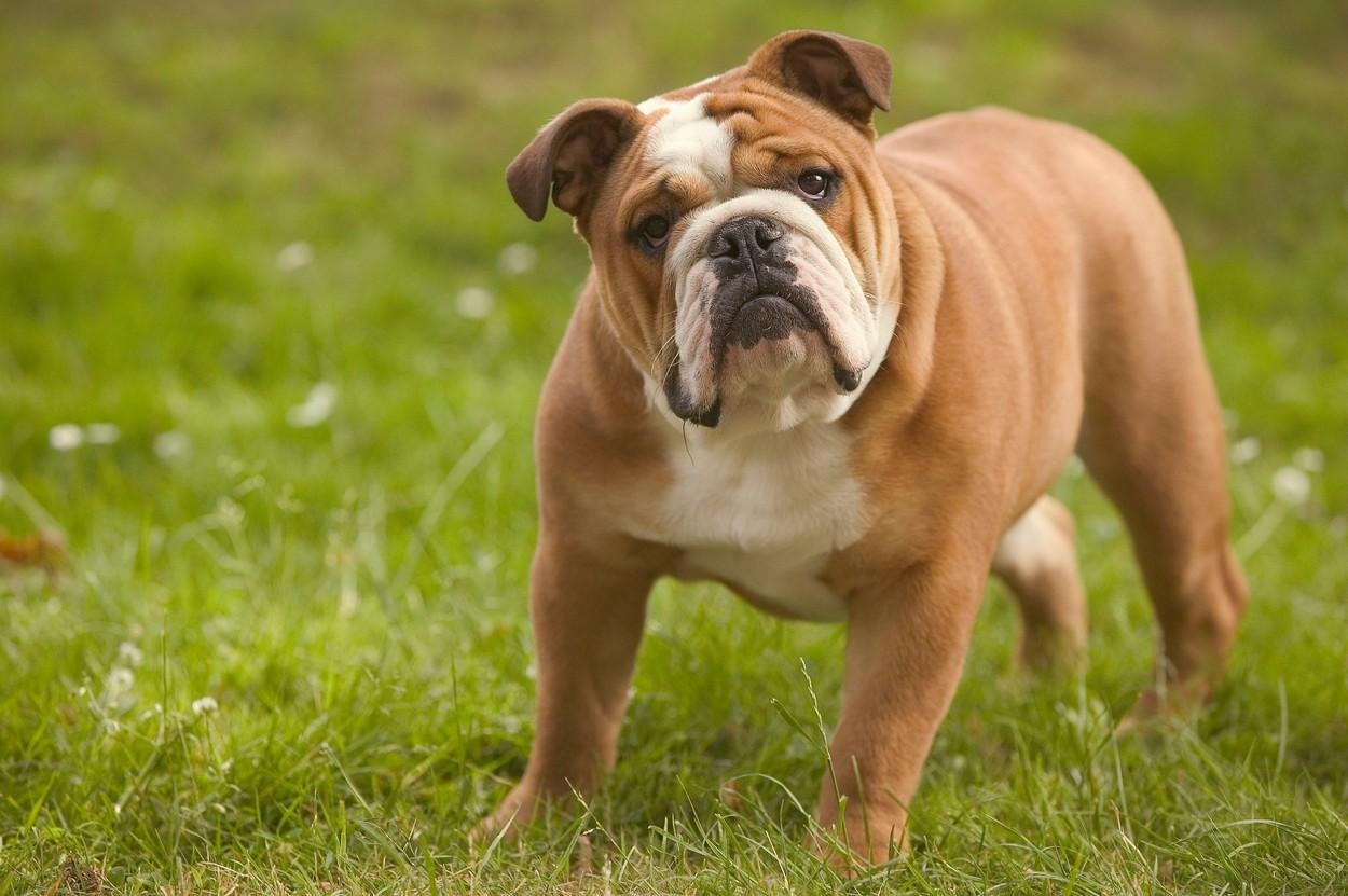 Strokovnjaki pozivajo: ne kupujte pasem, kot je francoski buldog ...