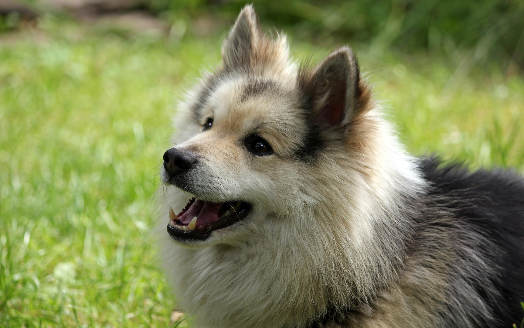 Pasme psov, za katere veliko ljudi še ni nikoli slišalo - Živali ...