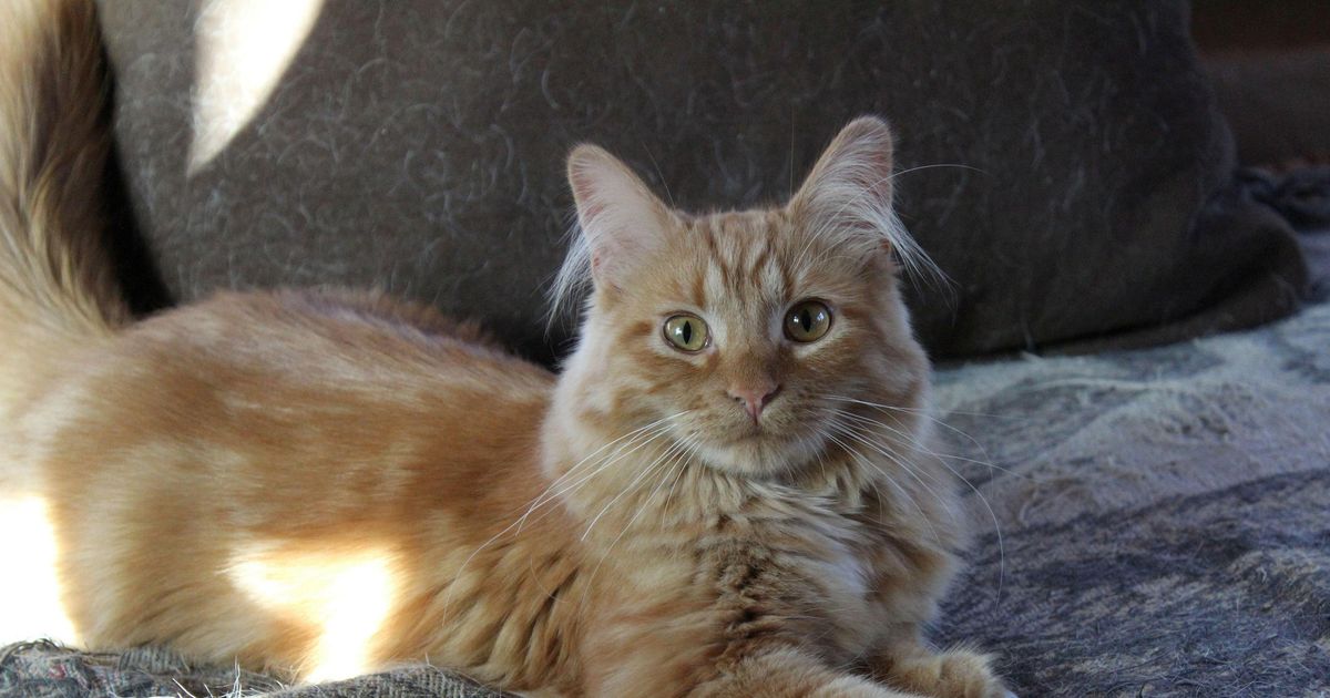 Oranžne mačke so zelo posebne – ste to vedeli? - Metropolitan.si