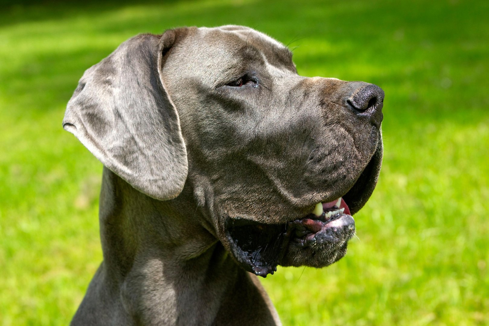 Za mavrico je odšel Zeus, eden najbolj znanih psov na svetu - Živali ...