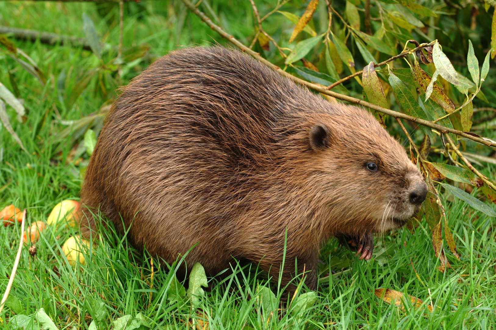 Nepredstavljivo: zaradi bobrov onemogočen železniški promet - Živali ...