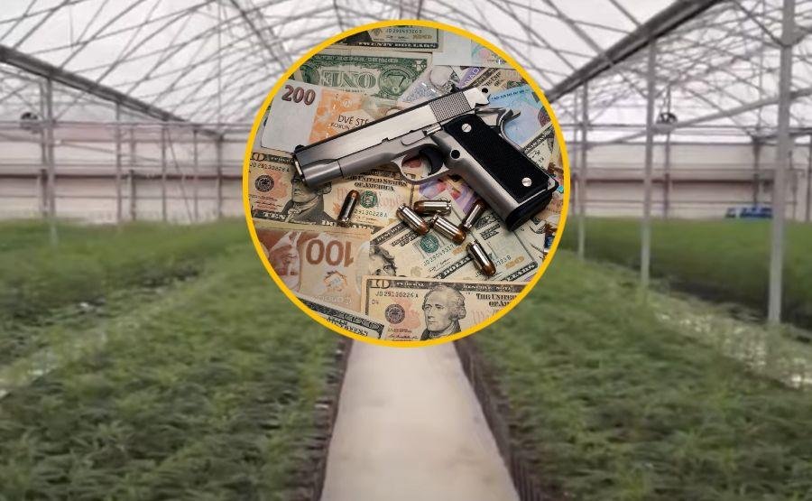 Inšpektorja, ki sta odkrila največji nasad marihuane v Evropi ...