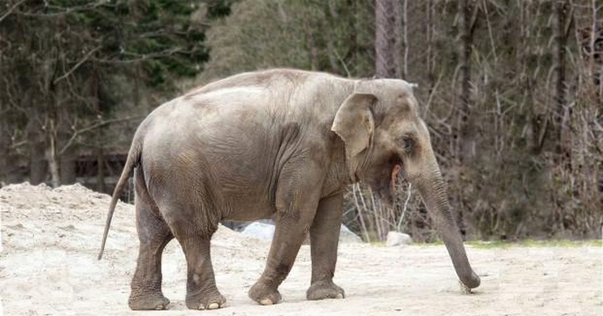 Ste se tudi vi spraševali, zakaj je slonica Ganga v ZOO Ljubljana sama ...