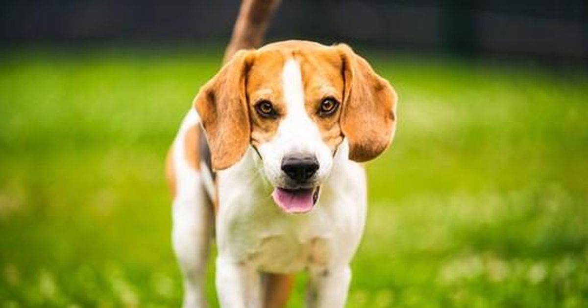 Je utrujen pes res umirjen pes? (Odgovor vas bo presenetil ...