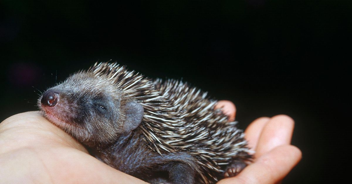 Ko na vrtu naletite na mrtvega ježa, ki v resnici ni mrtev (kaj storiti ...