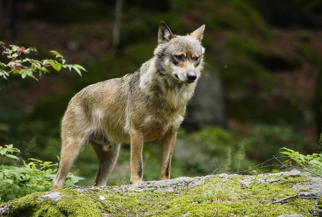 Grozljivka v narodnem parku: deklico na sprehodu z vrtcem ugriznil volk ...