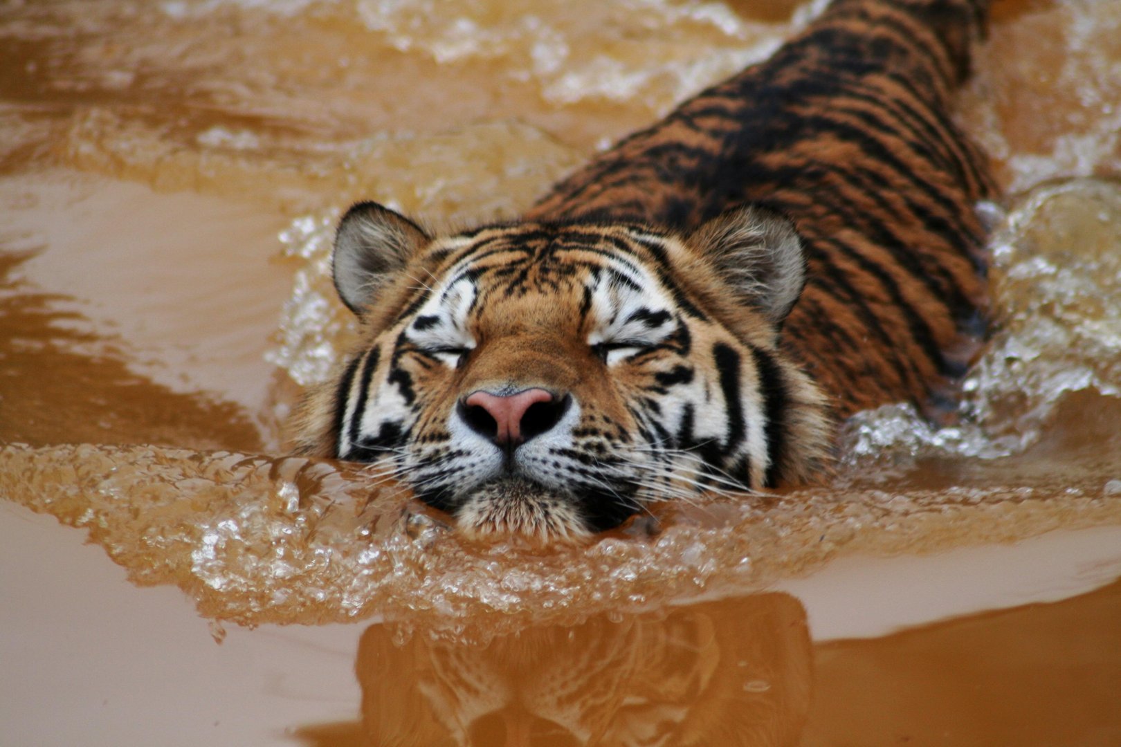 Sibirski tiger ima skrivnost, za katero večina ne ve (presenetilo vas ...