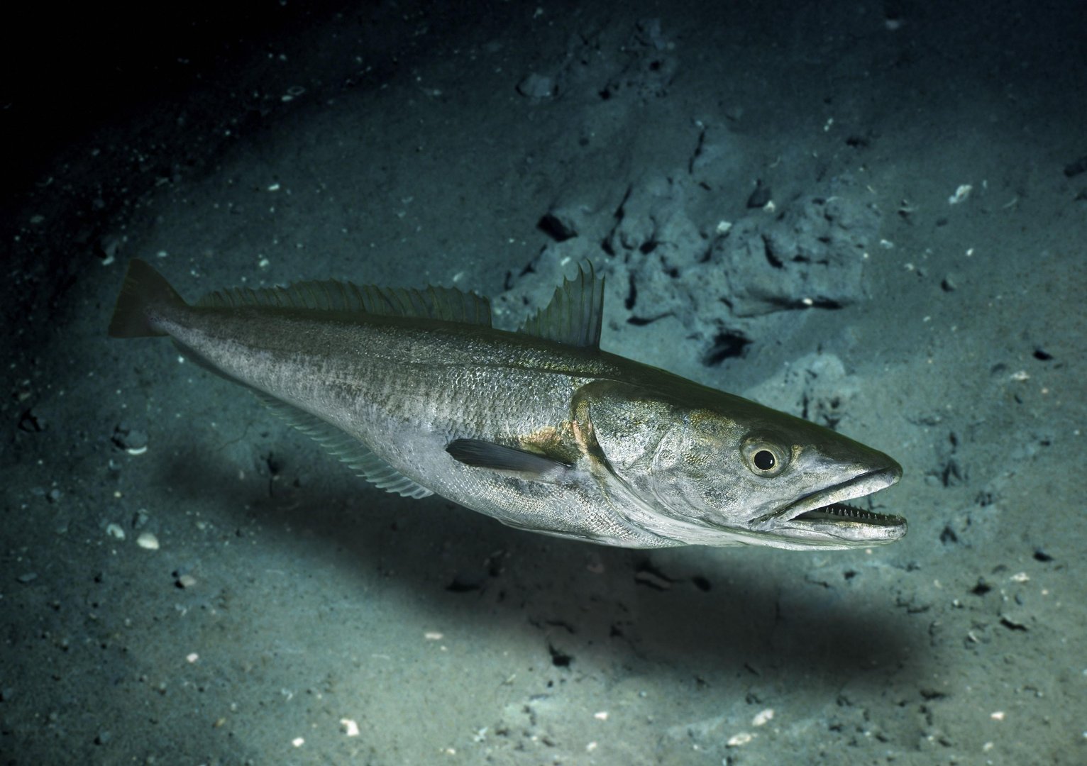 Zakaj v trgovinah vedno prodajajo osliča brez glave? - Metropolitan.si