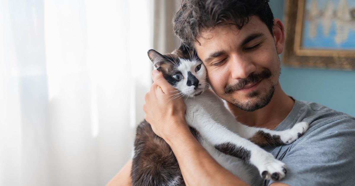 So mačji samci res bolj ljubeči kot samičke? - Živali - Metropolitan.si