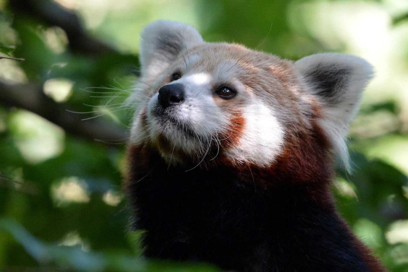 Poglejte te ljubke mačje pande (tega o njih zagotovo še niste vedeli ...