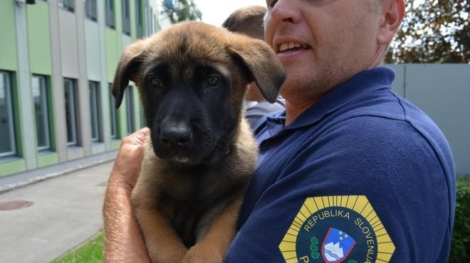 Tudi to je življenje policijskih psov (poglejte to posrečeno ...