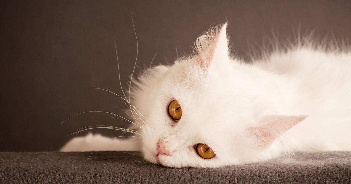 So res vse popolnoma bele mačke gluhe? - Metropolitan.si