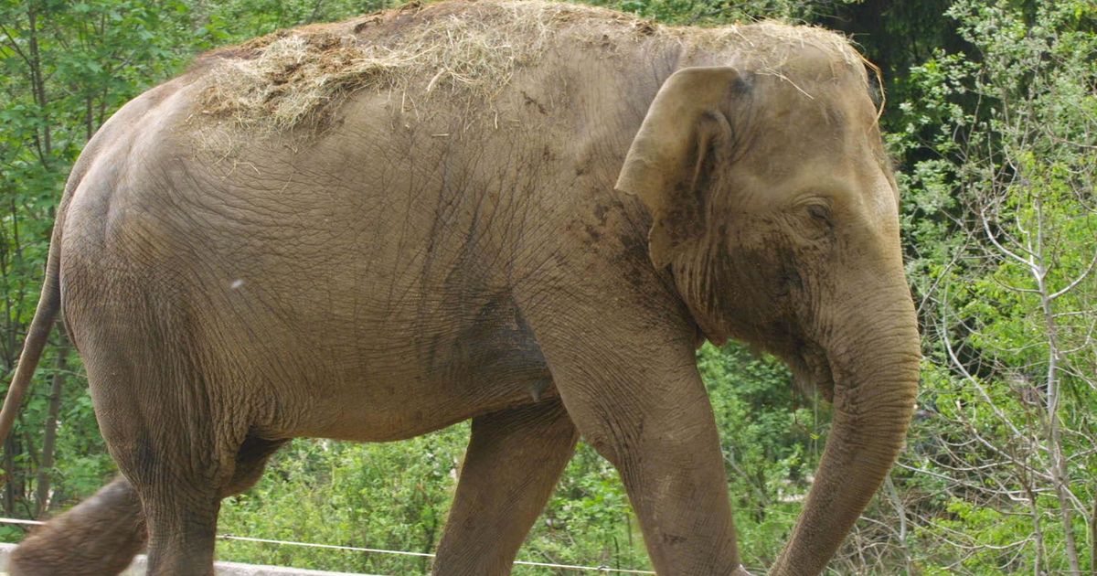 Je to najbolj samotarska slonica? Razkrivamo, zakaj samica v ...