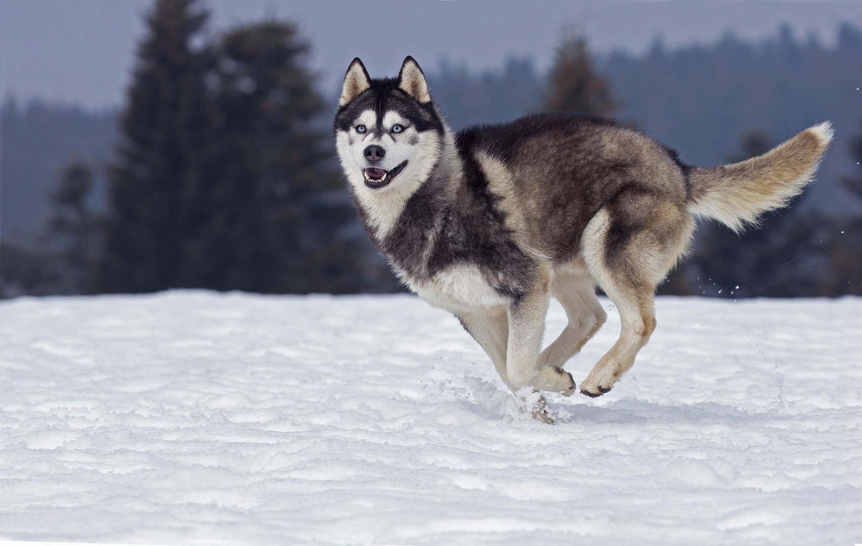 To so pasme, ki jim mraz ne pride do živega (v njem celo uživajo ...
