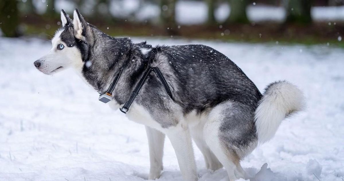Lastnikom psov, ki za svojimi ljubljenčki ne počistijo iztrebkov, se ...