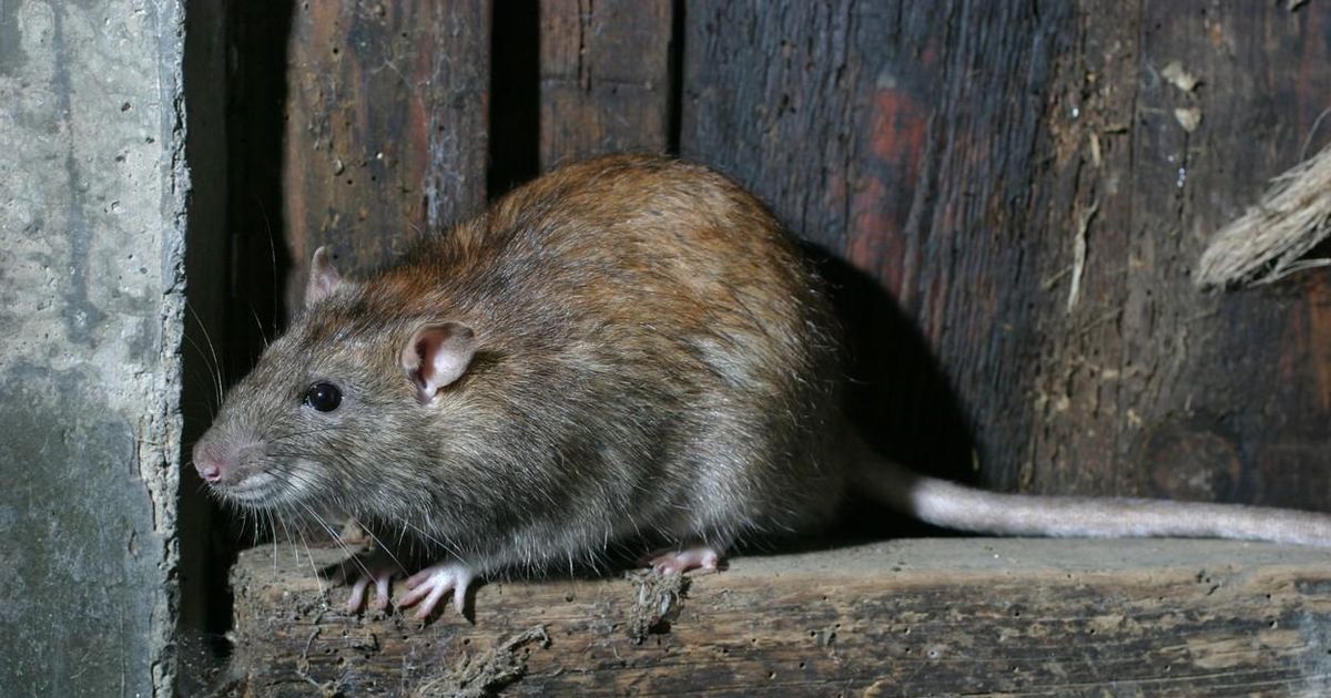 Opazen porast mišje mrzlice pri nas (ob poznem ukrepanju lahko postane ...