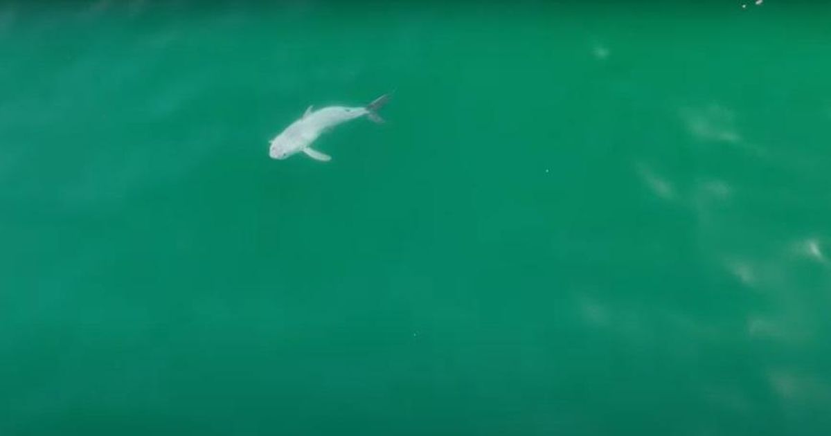 Odkrit 'sveti gral': prvič posneli pravkar rojenega mladička belega ...